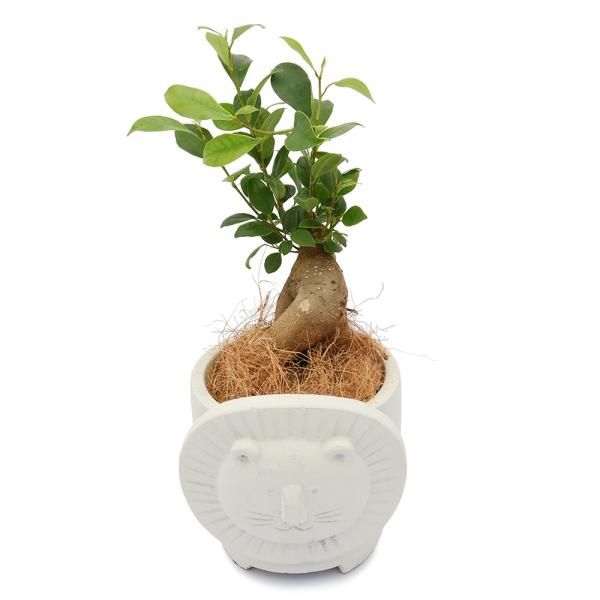 ガジュマル　セメント鉢植え　リオンスフェールサークル　ホワイト（１鉢）　受皿付　ココヤシファイバー　鉢植え植物　インテリア　おしゃれ　ガーデニング　観葉植物　陶器鉢植えシリーズ　植物　植物生体　ガーデニング生体　幸福　樹　toukibach...