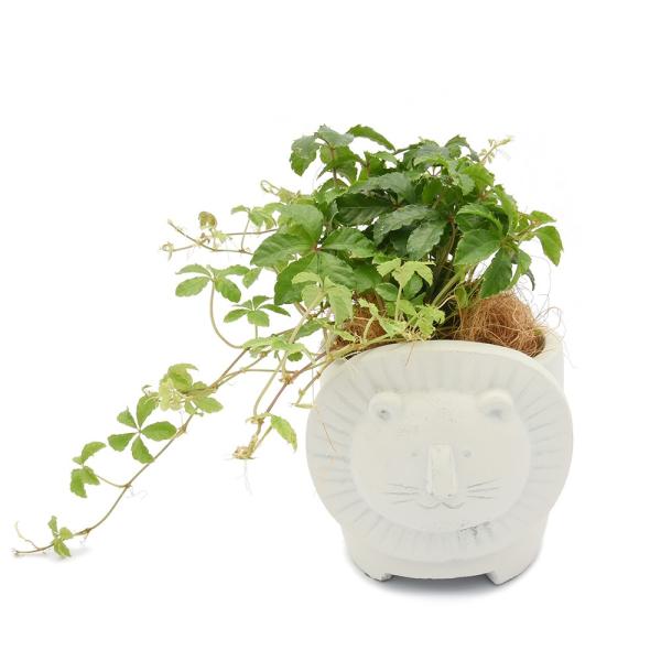 シュガーバイン　セメント鉢植え　リオンスフェールサークル　ホワイト（１鉢）　ココヤシファイバー　鉢植え植物　インテリア　おしゃれ　ガーデニング　観葉植物　陶器鉢植えシリーズ　植物　植物生体　ガーデニング生体　幸福　樹　toukibachik...