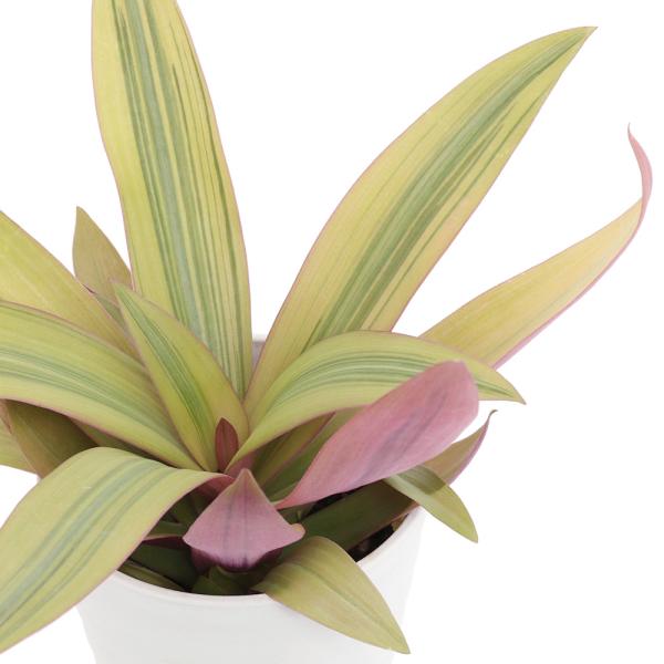 観葉植物　calathea_series　Oobachi　園芸　ガーデニング　ビバリウム　アクアテラリウム　パルダリウム　両爬向き植物　葉　模様　美しい　育て方　育成方法　栽培方法　Ｒｈｏｅｏ　ｓｐａｔｈａｃｅａ　シキンラン　紫金蘭　ツユク...