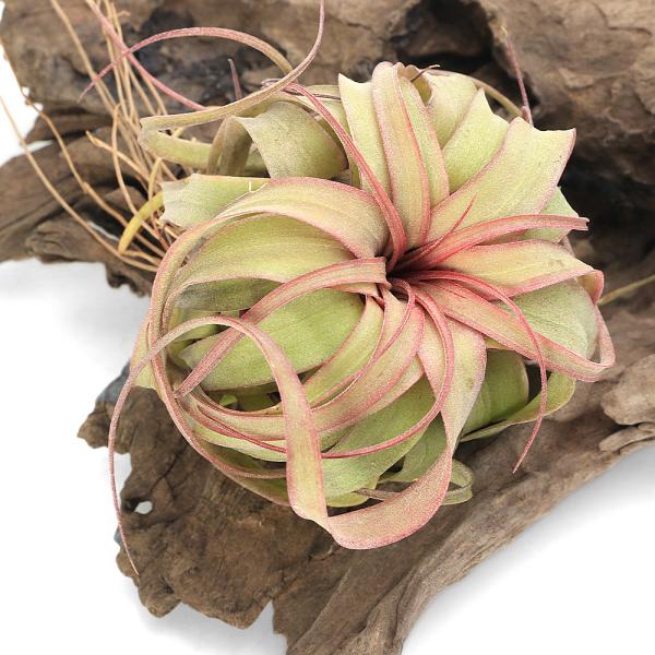 _gardening　_hachu　_kame　_interior　インテリア　インテリア・雑貨　ガーデニング　観葉植物　園芸　ビバリウム　アクアテラリウム　パルダリウム　両爬向き植物　パイナップル科　ハナアナナス属　着生植物　エアブロメリ...