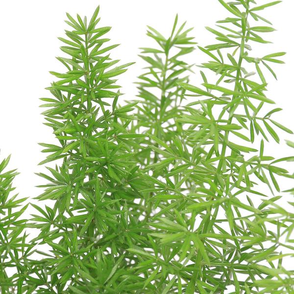 観葉植物　_gardening　sfset　ガーデニング　観葉　Ａｓｐａｒａｇｕｓ　ｄｅｎｓｉｆｌｏｒｕｓ　’Ｍｙｅｒｓ’　アスパラガス・デンシフロルス　ユリ科アスパラガス属　キジカクシ科アスパラガス属　半耐寒性常緑多年草　南アフリカ　育て...