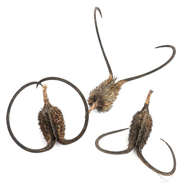 （観葉）　ガーデニング　園芸　観葉　インテリア　オブジェ　実　鞘　莢　さや　育て方　育成方法　栽培方法　悪魔の爪　ハロウィン　飾り　オーナメント　イベント　20230905　y23m09　2023kouki　RKANA　Halloweeng...