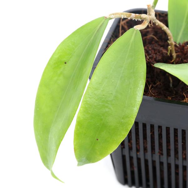 paludariumplants　観葉植物　_gardening　_hachu　_kame　園芸　ガーデニング　多肉植物　ビバリウム　アクアテラリウム　パルダリウム　両爬向き植物　ガガイモ科　つる性　蔓性　サクララン属　ホヤ属　桜蘭　Hoy...