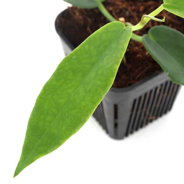 paludariumplants　パルダリウム　テラリウム　観葉植物　_gardening　_hachu　_kame　園芸　ガーデニング　多肉植物　ビバリウム　アクアテラリウム　両爬向き植物　ガガイモ科　つる性　蔓性　サクララン属　ホヤ属　...