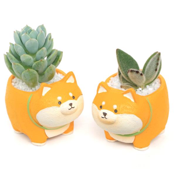 観葉植物　_gardening　_hachu　_kame　ガーデニング　サボテン植物　ミニサボテン　プチサボテン　puchisabo_series　puchisabo_taniku_series　育て方　育成方法　栽培方法　opa2_del...