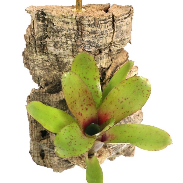 インテリア　観葉植物　園芸　ガーデニング　ビバリウム　アクアテラリウム　パルダリウム　両爬向き植物　アナナス　パイナップル科　ブロメリア　タンクブロメリア　着生植物　ネオレゲリアシリーズ　Neoregelia　'Fireball　varie...