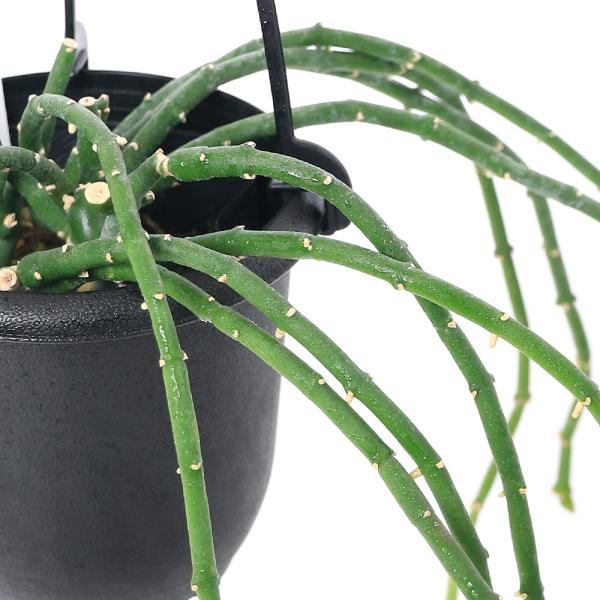 ガーデニング　サボテン・多肉植物　サボテン植物　リプサリス　植物　植物生体　ガーデニング生体　ビバリウム　アクアテラリウム　パルダリウム　育て方　育成方法　栽培方法　観葉植物　2024zenki　20240209　RKANA　y24m02　...