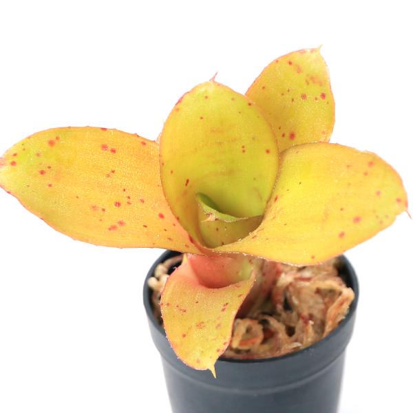 _hachu　_kame　観葉　邑楽店　ガーデニング　観葉植物　園芸　ビバリウム　アクアテラリウム　パルダリウム　両爬向き植物　アナナス　パイナップル科　ブロメリア　タンクブロメリア　着生植物　ネオレゲリアシリーズ　Neoregelia　'...