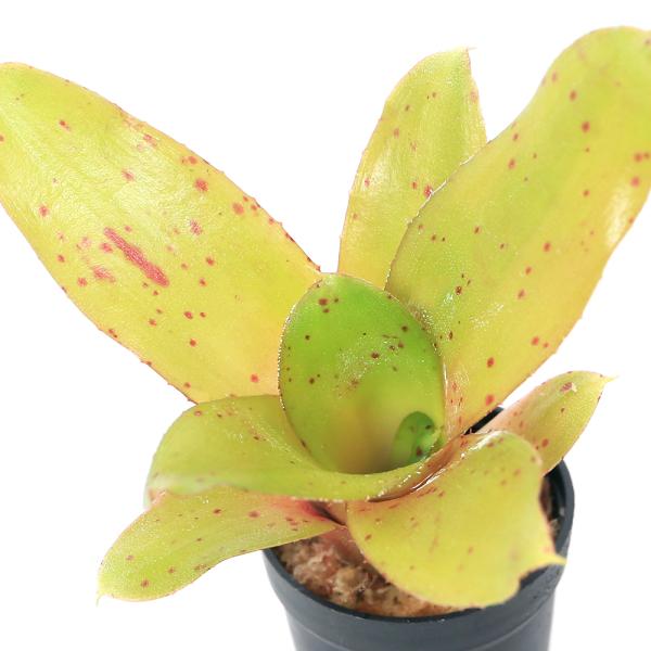 _hachu　_kame　観葉　邑楽店　ガーデニング　観葉植物　園芸　ビバリウム　アクアテラリウム　パルダリウム　両爬向き植物　アナナス　パイナップル科　ブロメリア　タンクブロメリア　着生植物　ネオレゲリアシリーズ　Neoregelia　'...