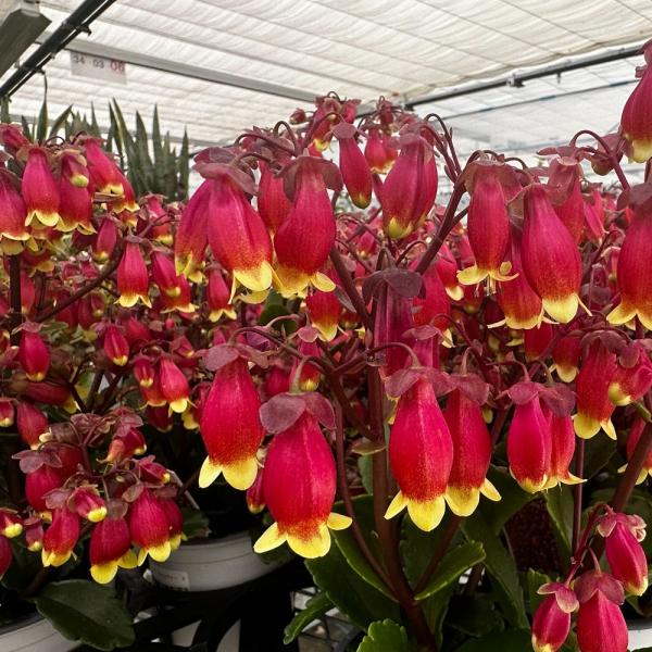 _gardening　ガーデニング　花　苗　カランコエ　ベル型　ベンケイソウ科　カランコエ属　ウニフロラ　育て方　Kalanchoe　'Wendy'　紅提灯　ベンケイソウ科カランコエ属　非耐寒性多年草　多肉植物　多年草　育成方法　栽培方法　...