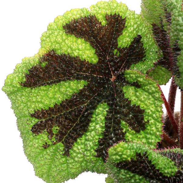 （観葉植物）　_gardening　ガーデニング　観葉植物　Begonia　rex-cultorum　ベゴニア　begonia_series　根茎性ベゴニア　根茎　苗　鉢植え　ポット　ガーデニング生体　植物　植物生体　種類　販売　通販　水差...