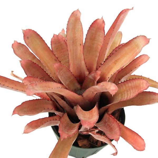 paludariumplants　パルダリウム　テラリウム　sfset　_hachu　_gardening　観葉植物　園芸　ガーデニング　ビバリウム　アクアテラリウム　両爬向き植物　サンゴアナナス属　パイナップル科　ブロメリア　タンクブロメ...