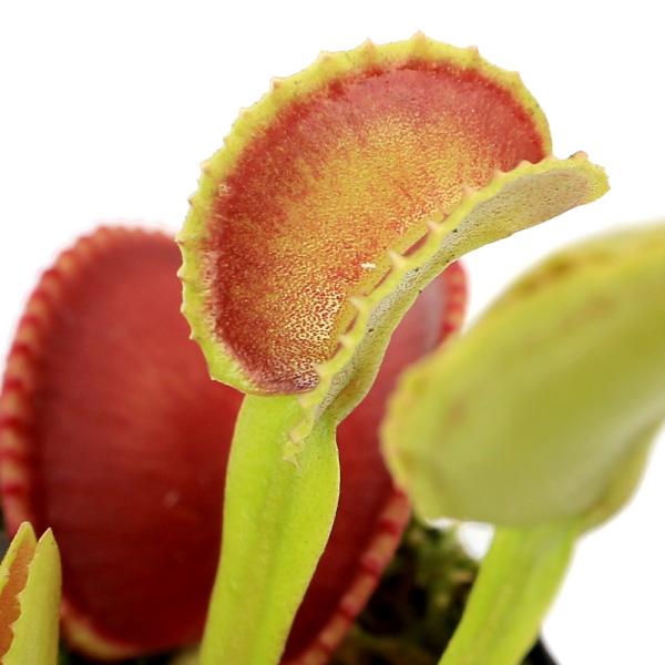 paludariumplants　パルダリウム　テラリウム　観葉植物　_gardening　_hachu　_interior　_kame　園芸　ガーデニング　ビバリウム　アクアテラリウム　食虫植物　ディオネア　マスシプラ　Dionaea　m...