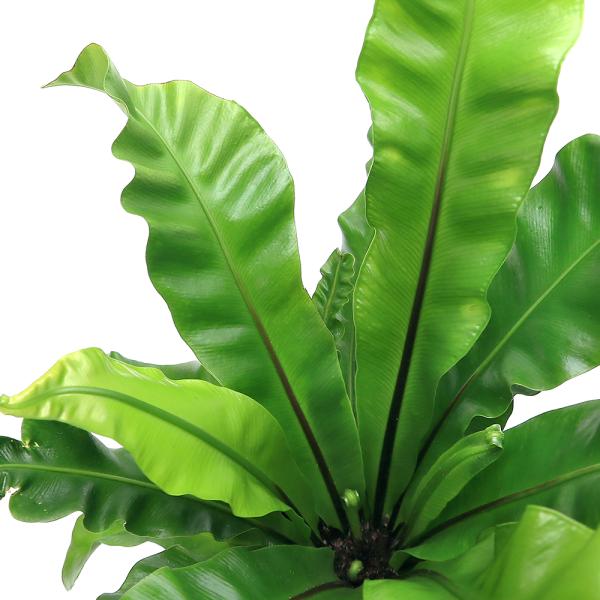 （観葉植物）　_kame　観葉植物　園芸　ガーデニング　ビバリウム　アクアテラリウム　パルダリウム　水草　着生シダ　アスプレニウム　シマオオタニワタリ　プリカツム　シダ植物　羊歯植物　歯朶植物　shida_series　チャセンシダ　ghr...