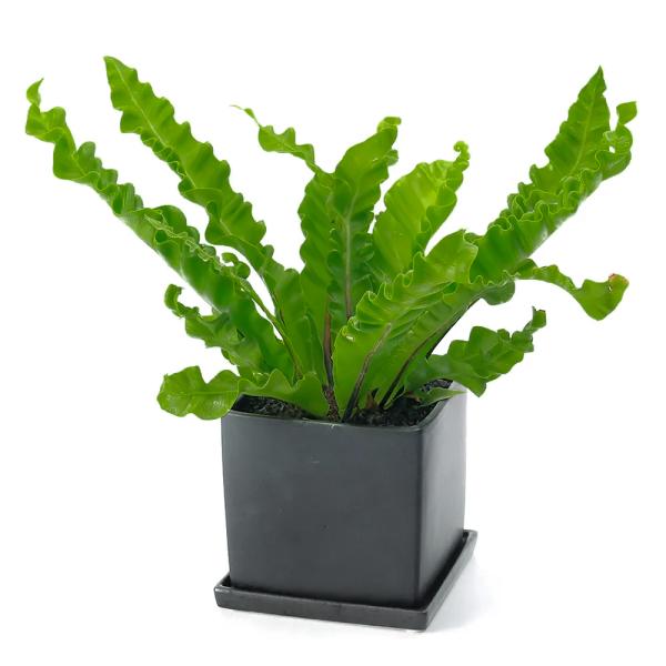 ガーデニング　観葉植物　アスプレニウム　アカキ　陶器鉢植え　マットブラック塗装鉢　陶器鉢植えシリーズ　植物　植物生体　ガーデニング生体　pottery_plant_series　育て方　育成方法　栽培方法　toukibachiue　おしゃれ...