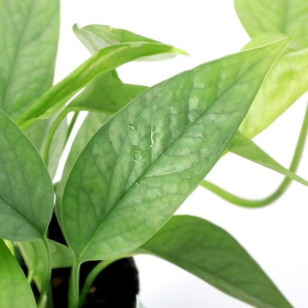 観葉植物　_hachu　_kame　_gardening　園芸　ガーデニング　ビバリウム　アクアテラリウム　パルダリウム　両爬向き植物　植物　植物生体　ガーデニング生体　育て方　育成方法　栽培方法　opa2_delete　Ｅｐｉｐｒｅｍｎｕ...