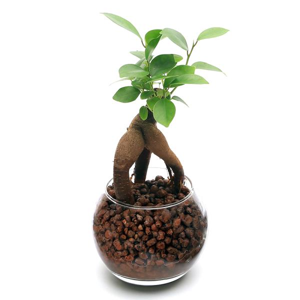 観葉植物　コケシリーズ　aquaterrarium　ガーデニング　インテリア　all_plants　両爬向き植物　ハイドロカルチャー　ビバリウム　アクアテラリウム　パルダリウム　ガラス　室内　おしゃれ　清潔　ガラスベース　水耕　ハイドロ　レ...