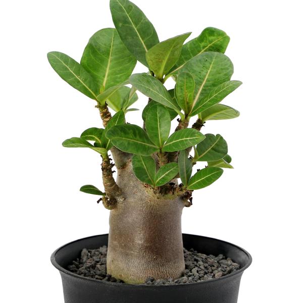 ガーデニング　多肉植物　コーデックス　マダガスカル植物シリーズ　ビザールプランツ　熱帯植物　塊根植物　カガイモ　コーデックスプランツ　tanikuplapot_series　tanikupot_series　bizarre_series　A...