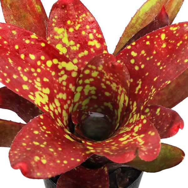 観葉植物　園芸　ガーデニング　ビバリウム　アクアテラリウム　パルダリウム　両爬向き植物　インコアナナス属　パイナップル科　ブロメリア　タンクブロメリア　着生植物　ネオレゲリアシリーズ　neoregelia　斑入り　柄　大型　赤　レッド　育て...