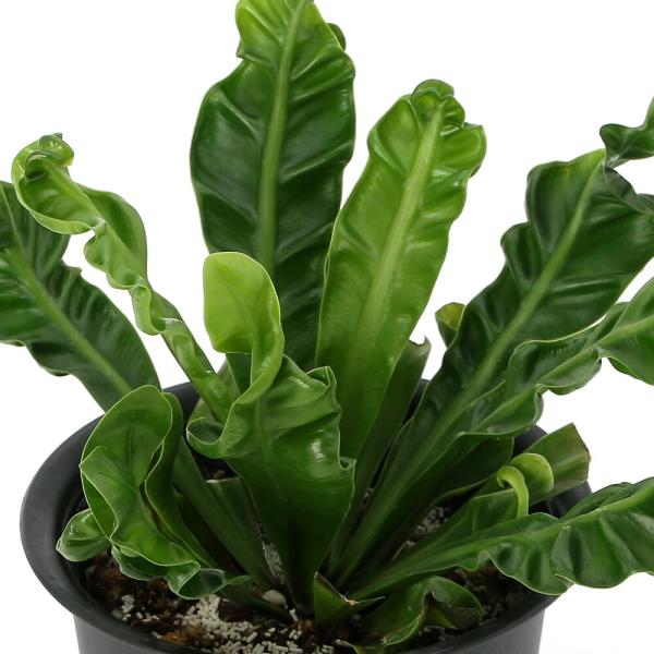 観葉植物　園芸　ガーデニング　ビバリウム　アクアテラリウム　パルダリウム　着生シダ　アスプレニウム　オオタニワタリ　チャセンシダ科　アスプレニウム属　Asplenium　'Cobra'　シダ植物　羊歯植物　歯朶植物　shida_series...