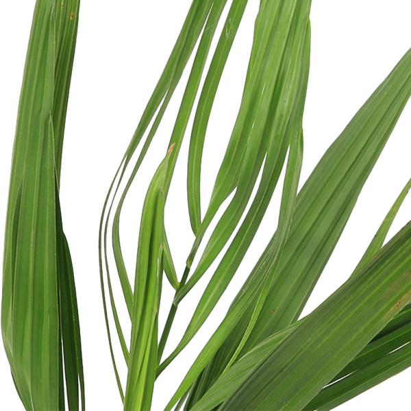 観葉植物　sfset　_gardening　ガーデニング　観葉　ヤシ　ヤシの木　ヤシノキ　水生ヤシ　オーストラリア水生ヤシ　ワシントンヤシ　オニジュロ　オキナヤシモドキ　Ｗａｓｈｉｎｇｔｏｎｉａ　ｒｏｂｕｓｔａ　常緑高木　メキシコ　ヤシ科ヤ...