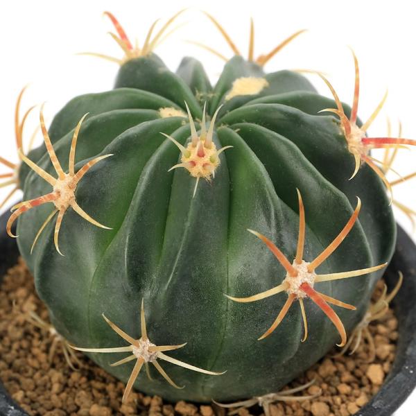 ガーデニング　サボテン・多肉植物　サボテン　その他　エピテランタ　all_plants　育て方　育成方法　栽培方法　観葉植物　日の出丸　サボテン科フェロカクタス属　多年生草本　メキシコ　アメリカ南西部　バレルサボテン　ヒノデマル　Feroc...
