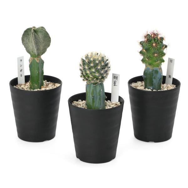 ガーデニング　サボテン・多肉植物　all_plants　_gardening　Gymnocalycium　mihanovichii　var.friedrichii　接木　接ぎ木　クロボタンダマ　サボテン科ギムノカリキウム属　育て方　育成方法...