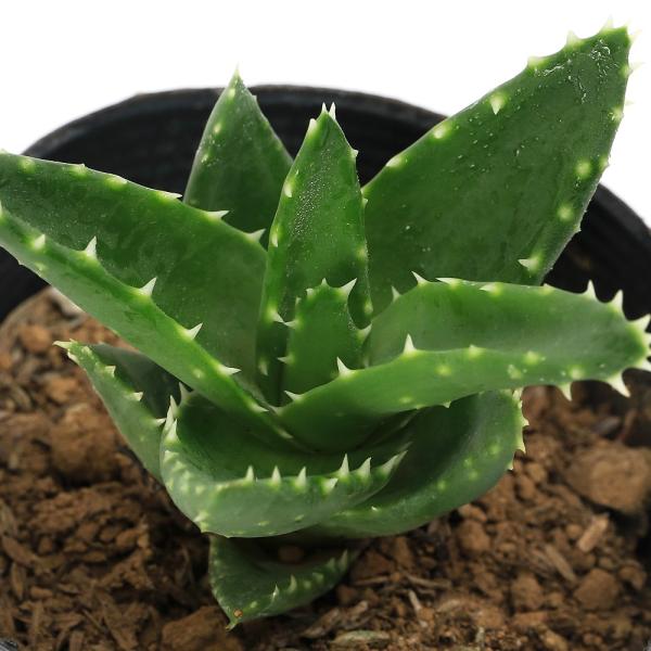 ガーデニング　サボテン・多肉植物　アロエ　不夜城　アロエシリーズ　８ｃｍ硬質ブラックポット　ブラックポットシリーズ　育て方　育成方法　栽培方法　観葉植物　多肉　多肉植物　カクタス　シャボテン　仙人掌　rknd　y24m09　toukihas...