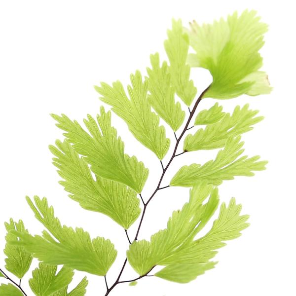 paludariumplants　パルダリウム　テラリウム　観葉植物　園芸　ガーデニング　ビバリウム　アクアテラリウム　両爬向き植物　vivarium_plant_series　vivariumplants　vivariumplants_h...