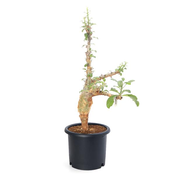 一点物　コミフォラ　現地株　発根済み　ガーデニング　サボテン・多肉植物　サボテン　塊根植物　コーデックス　ベアルート　all_plants　カンラン科ミルラノキ属　育て方　bizarre_series　育成方法　栽培方法　観葉植物　Sesa...