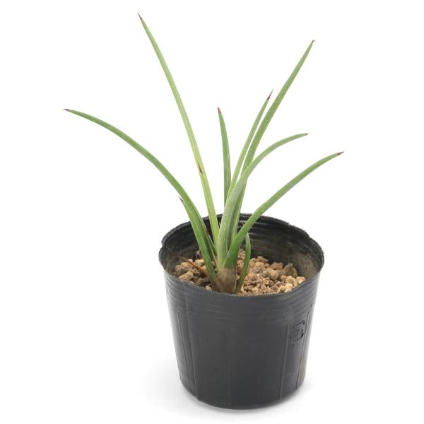 _gardening　観葉　邑楽店　ガーデニング　観葉植物　アガベ　リュウゼツラン　多肉　センチュリープランツ　インテリア　ストリクタ　フキアゲ　吹上　ルブラ　20160917　ＨＴ　育て方　育成方法　栽培方法　rknd　y24m11　to...