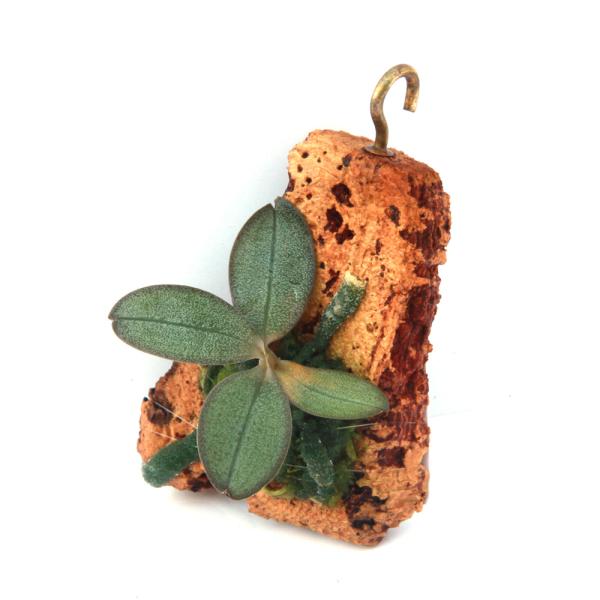 paludariumplants　パルダリウム　テラリウム　_hachu　_kame　_gardening　観葉植物　園芸　ガーデニング　ビバリウム　花　苗　洋ランシリーズ　洋蘭　着生ラン　鉢花　Aerangis　luteo　alba　育て...