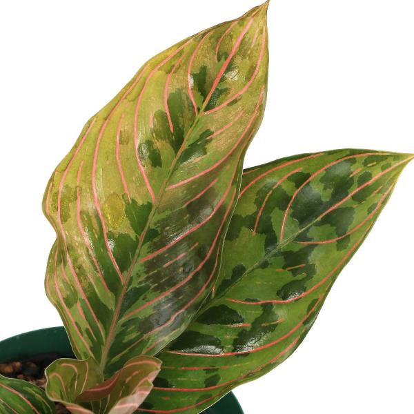 観葉　ガーデニング　ビバリウム　アクアテラリウム　パルダリウム　水草　クリプトとその近縁　サトイモ　アグラオネマ　サトイモ科　アグラオネマ属　コンムタツム　両爬向き植物　_gardening　育て方　育成方法　栽培方法　観葉植物　y24m1...