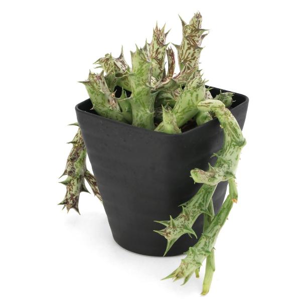 _gardening　_hachu　_kame　観葉植物　園芸　ガーデニング　多肉植物　ビバリウム　アクアテラリウム　パルダリウム　両爬向き植物　ガガイモ科　植物生体　ガーデニング生体　育て方　育成方法　栽培方法　bizarre_serie...