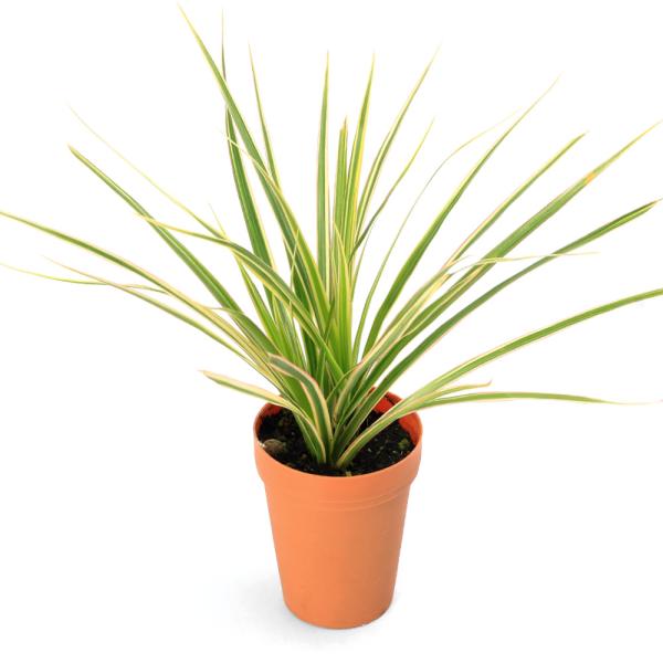 観葉植物　ガーデニング　リュウケツジュ　竜血樹　ドラセナコンシンナ　コンシンネ　ホワイポリー　Dracaena　marginate　White　Holli　背丈２０〜５０ｃｍ　マイナスイオン　植物　植物生体　ガーデニング生体　育て方　育成方...