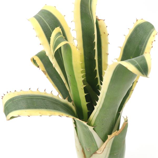 paludariumplants　パルダリウム　テラリウム　（観葉植物）　観葉植物　_gardening　_hachu　園芸　ガーデニング　ビバリウム　アクアテラリウム　両爬向き植物　アナナス　パイナップル科　斑入り　白　レア　インテリア　...