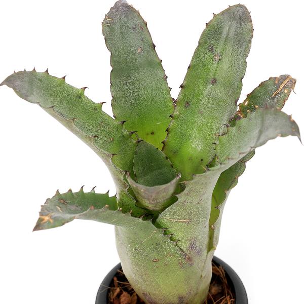 paludariumplants　パルダリウム　テラリウム　（観葉植物）　観葉植物　_gardening　_hachu　園芸　ガーデニング　ビバリウム　アクアテラリウム　両爬向き植物　アナナス　パイナップル科　斑入り　白　レア　インテリア　...
