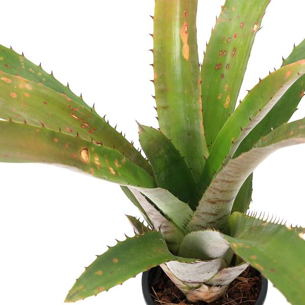 paludariumplants　パルダリウム　テラリウム　（観葉植物）　観葉植物　_gardening　_hachu　園芸　ガーデニング　ビバリウム　アクアテラリウム　両爬向き植物　アナナス　パイナップル科　斑入り　白　レア　インテリア　...