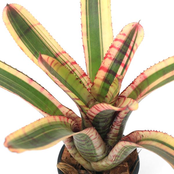 paludariumplants　パルダリウム　テラリウム　観葉植物　アナナス　パイナップル科　レア　珍しい　ブロメリア　タンクブロメリア　着生植物　ブロメリア科　ネオレゲリア属　tankbromelia　Ｎｅｏｒｅｇｅｌｉａ　’Ｂｌｕｓｈ...