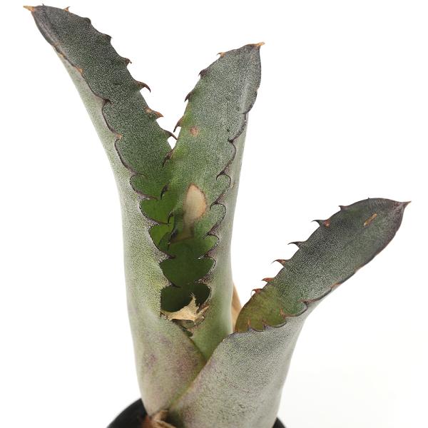 paludariumplants　パルダリウム　テラリウム　観葉植物　アナナス　パイナップル科　レア　珍しい　ブロメリア　タンクブロメリア　着生植物　ブロメリア科　ホヘンベルギア属　tankbromelia　Ｈｏｈｅｎｂｅｒｇｉａ　ｐｅｎｎ...