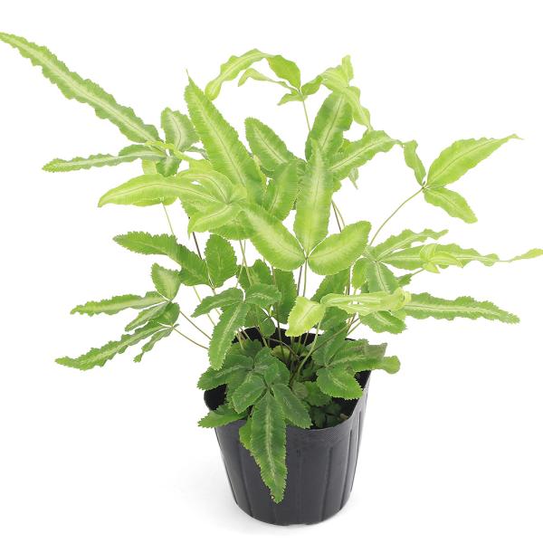 paludariumplants　観葉植物　園芸　ガーデニング　ビバリウム　アクアテラリウム　パルダリウム　水草　シダ　Pteris　ensiformis　Albolineata　イノモトソウ　シダ植物　羊歯植物　歯朶植物　shida_se...