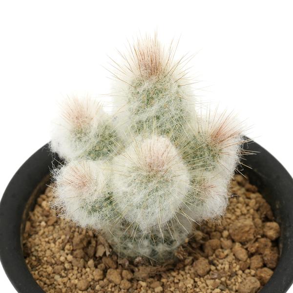 ガーデニング　サボテン植物　柱サボテン　接木　台木　育て方　育成方法　栽培方法　多年生草本　多年草　多肉　多肉植物　カクタス　シャボテン　仙人掌　Ｅｓｐｏｓｔｏｏｐｓｉｓ　ｄｙｂｏｗｓｋｉｉ　rknd　y24m12　2025tuuki　ka...