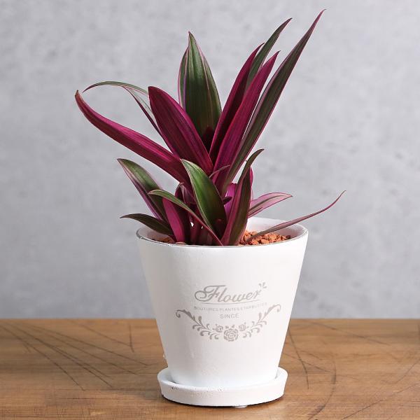 ガーデニング　観葉植物　ダイス陶器鉢植えシリーズ　陶器鉢植えシリーズ　植物　植物生体　ガーデニング生体　幸福　樹　toukibachikannyou_series　20160413　ＴＫ　pottery_plant_series　育て方　育...