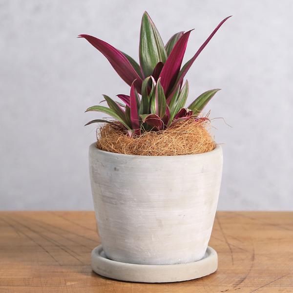 ガーデニング　観葉植物　ダイス陶器鉢植えシリーズ　陶器鉢植えシリーズ　植物　植物生体　ガーデニング生体　幸福　樹　toukibachikannyou_series　20160413　ＴＫ　pottery_plant_series　育て方　育...