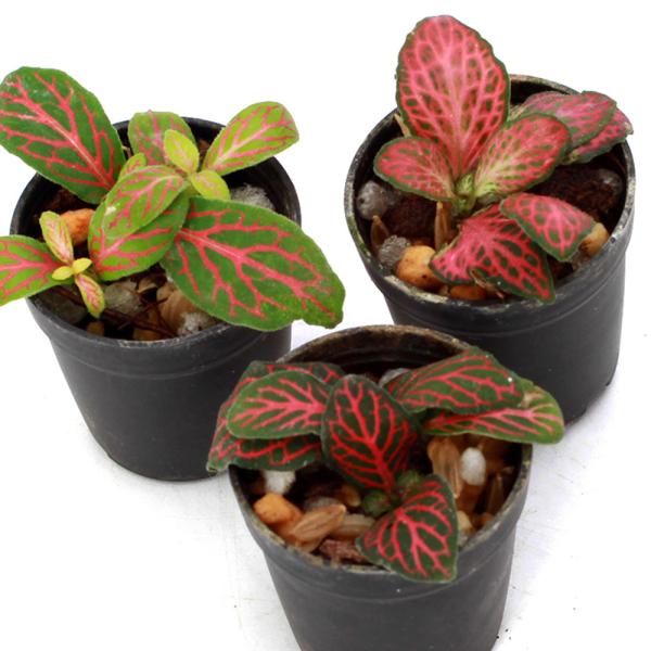 paludariumplants　パルダリウム　テラリウム　観葉植物　ガーデニング　園芸　ビバリウム　アクアテラリウム　花　苗　洋　vivariumplants　vivariumplants_hinnsyu　植物　植物生体　ガーデニング生体...