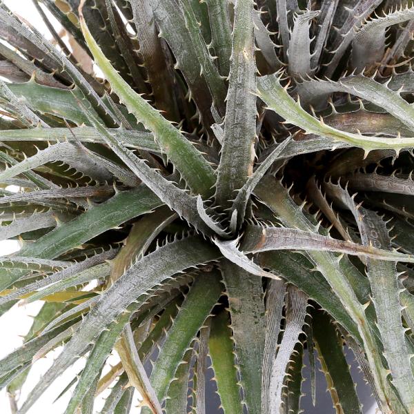 観葉植物　ガーデニング　サボテン・多肉植物　インテリア　tanikuplapot_series　植物　植物生体　ガーデニング生体　ビバリウム　アクアテラリウム　パルダリウム　アナナス科ディッキア属　育て方　育成方法　栽培方法　opa2_de...