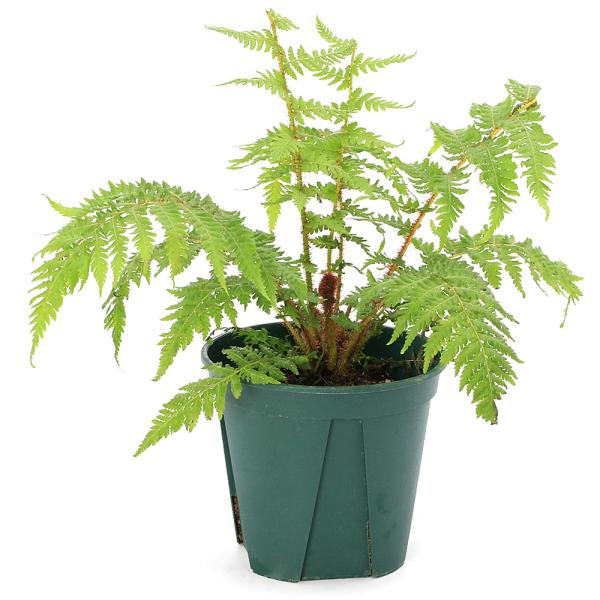 観葉植物　園芸　ガーデニング　ビバリウム　アクアテラリウム　パルダリウム　シダ植物　羊歯植物　歯朶植物　アスプレニウム　shida_series　ヘゴ　ヘゴ着　育て方　育成方法　栽培方法　常緑性シダ植物　ヘゴ科ヘゴ属　東南アジア　Cyath...