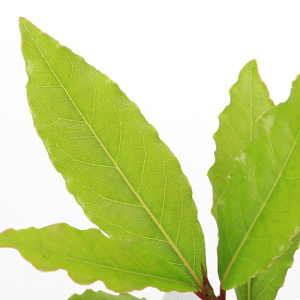 ハーブ　苗　herbpot_series　観葉植物　ベイリーフ　laurier　ゲッケイジュ　月桂樹　香辛料　bay　leaf　leaves　Laurus　nobilis　ガーデニング　_gardening　鉢植え　ポット　ガーデニング生体...