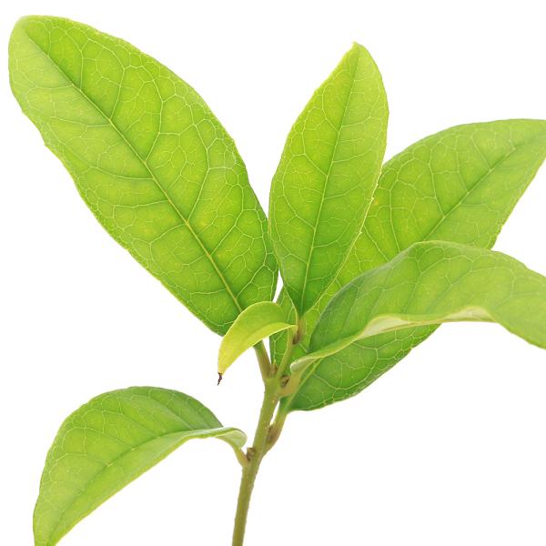 観葉植物　_gardening　opa2_delete　ガーデニング　植物　植物生体　ガーデニング生体　育て方　育成方法　栽培方法　庭植え　地植え　鉢植え　シンボルツリー　芳香　芳香性　Ｏｓｍａｎｔｈｕｓ　ｆｒａｇｒａｎｓ　ｖａｒ．　ａｕｒ...