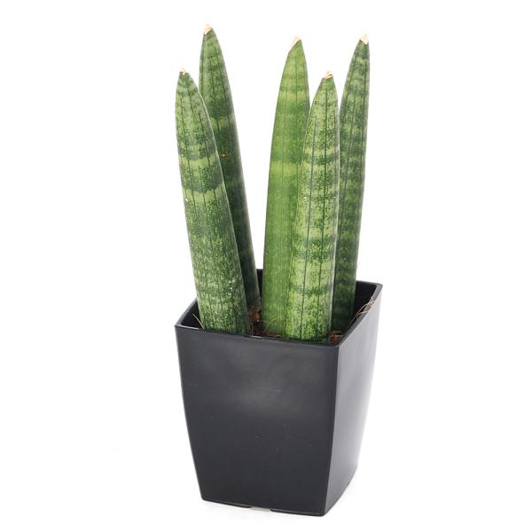 ガーデニング　観葉植物　サンスベリア　プラ鉢サンスベリア　20120702　ＨＴ　vuirods65　120915　_gardening　育て方　育成方法　栽培方法　opa2_delete　サンセベリア　トラノオ　虎の尾　y12m07　ne...